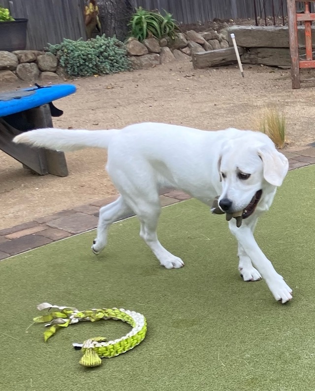 2024 Stella body shot | Monterey Bay Lab Rescue