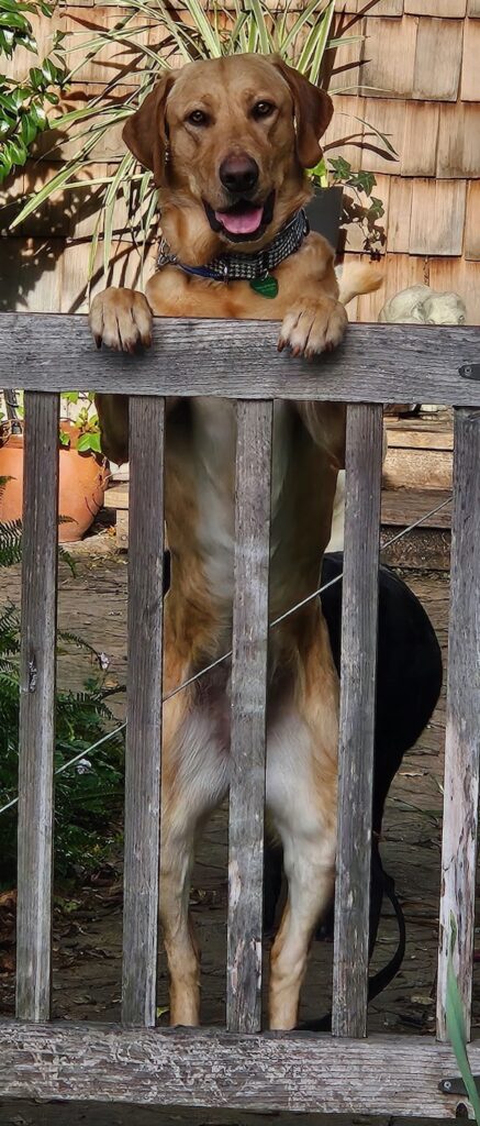 Available Labs | Monterey Bay Lab Rescue