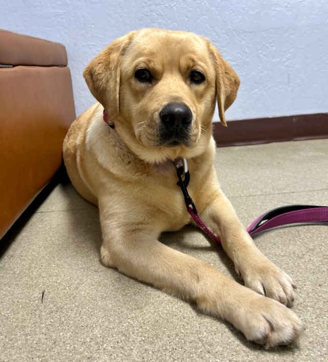 Available Labs | Monterey Bay Lab Rescue