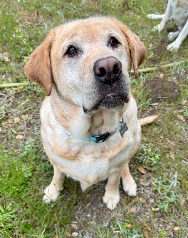 2025 Belle | Monterey Bay Lab Rescue