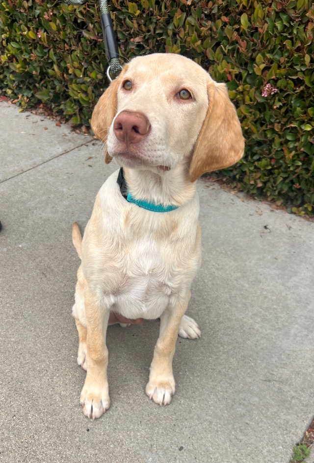 2025 Maverick | Monterey Bay Lab Rescue