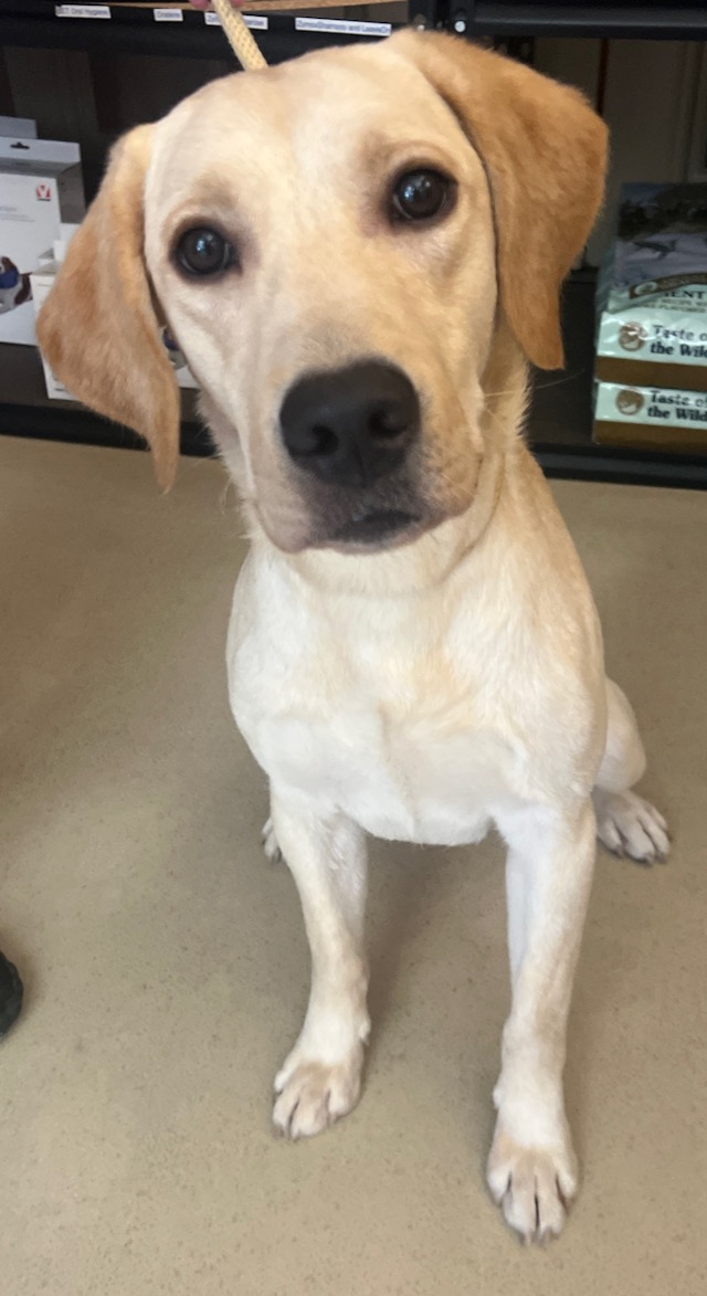 2025 Rocky | Monterey Bay Lab Rescue