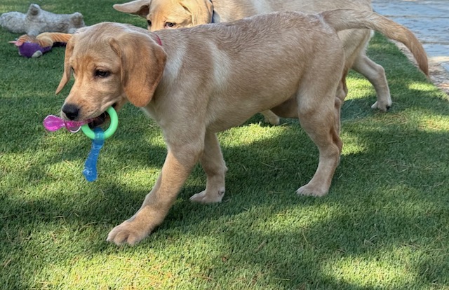 2025 Dani body shot | Monterey Bay Lab Rescue