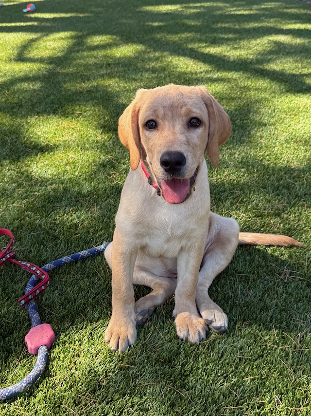 2025 Dani cute | Monterey Bay Lab Rescue