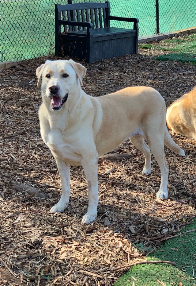 2025 Dixie | Monterey Bay Lab Rescue